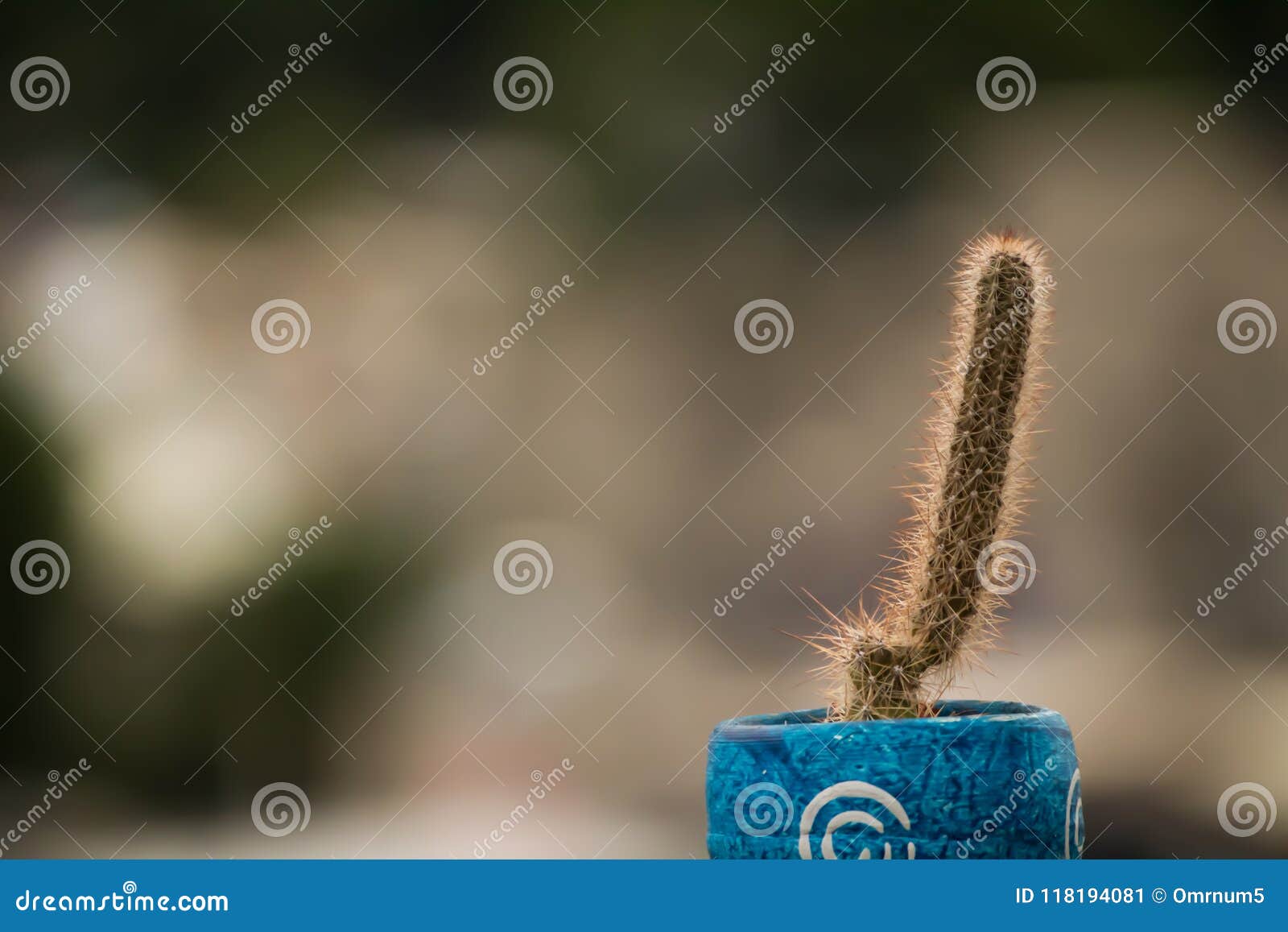 A small lone cactus stock image. Image of garden, nature - 118194081
