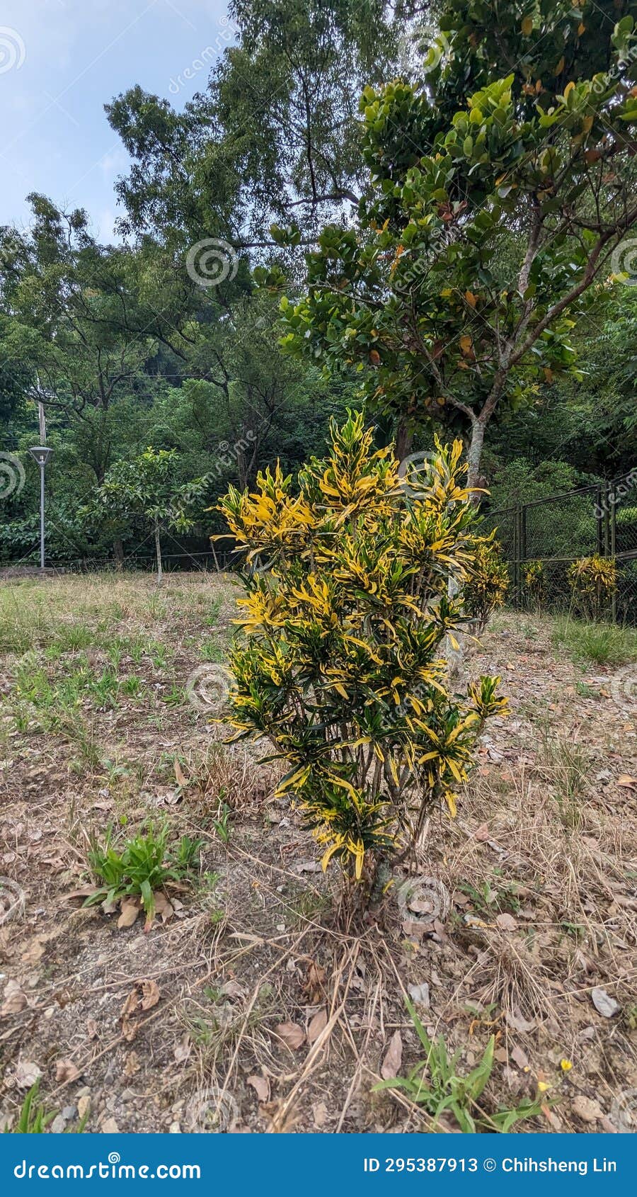Small Lone Tree at a Corner of Park Stock Image - Image of middle ...