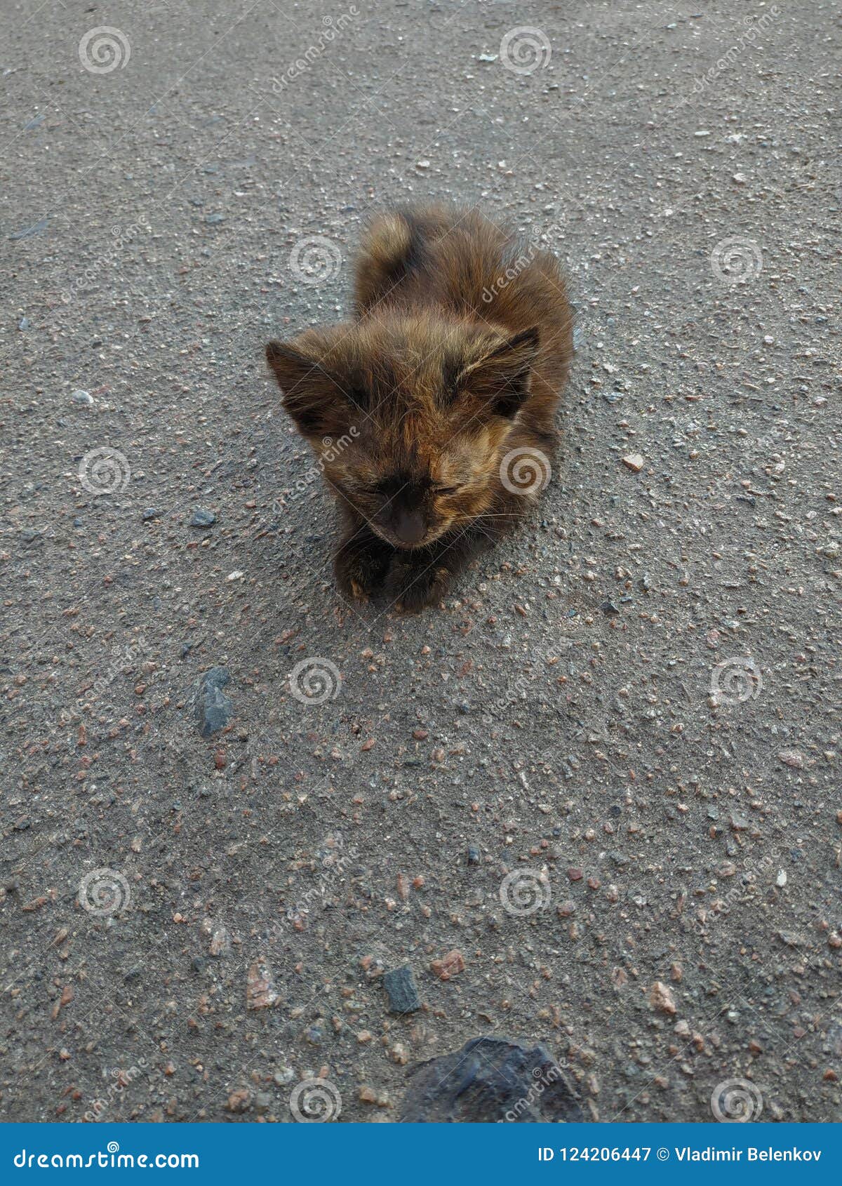 Small lonely sad kitten 2 stock image. Image of cute - 124206447