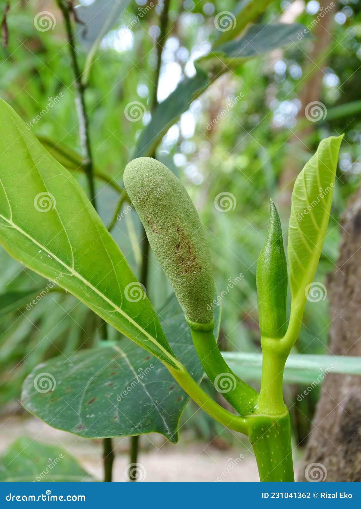 Jackfruit Flower