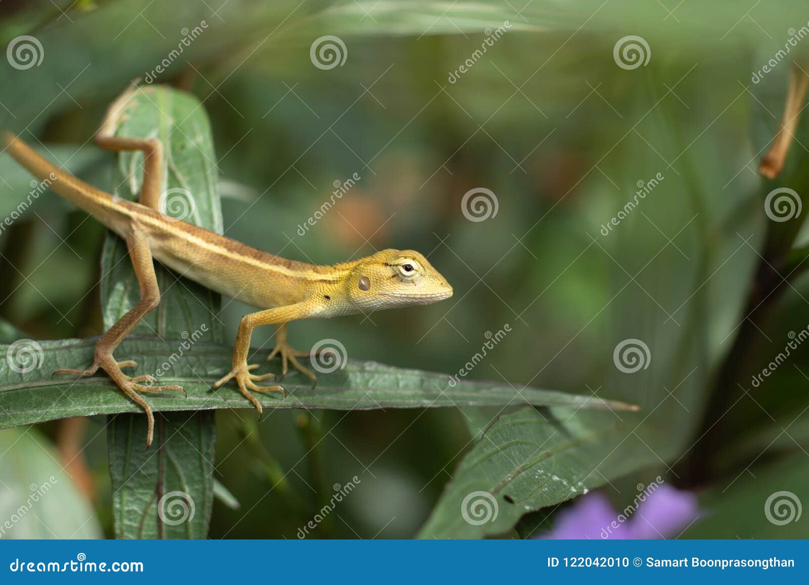Small Long Tailed Lizard on a Tree. Stock Photo - Image of asian, close ...
