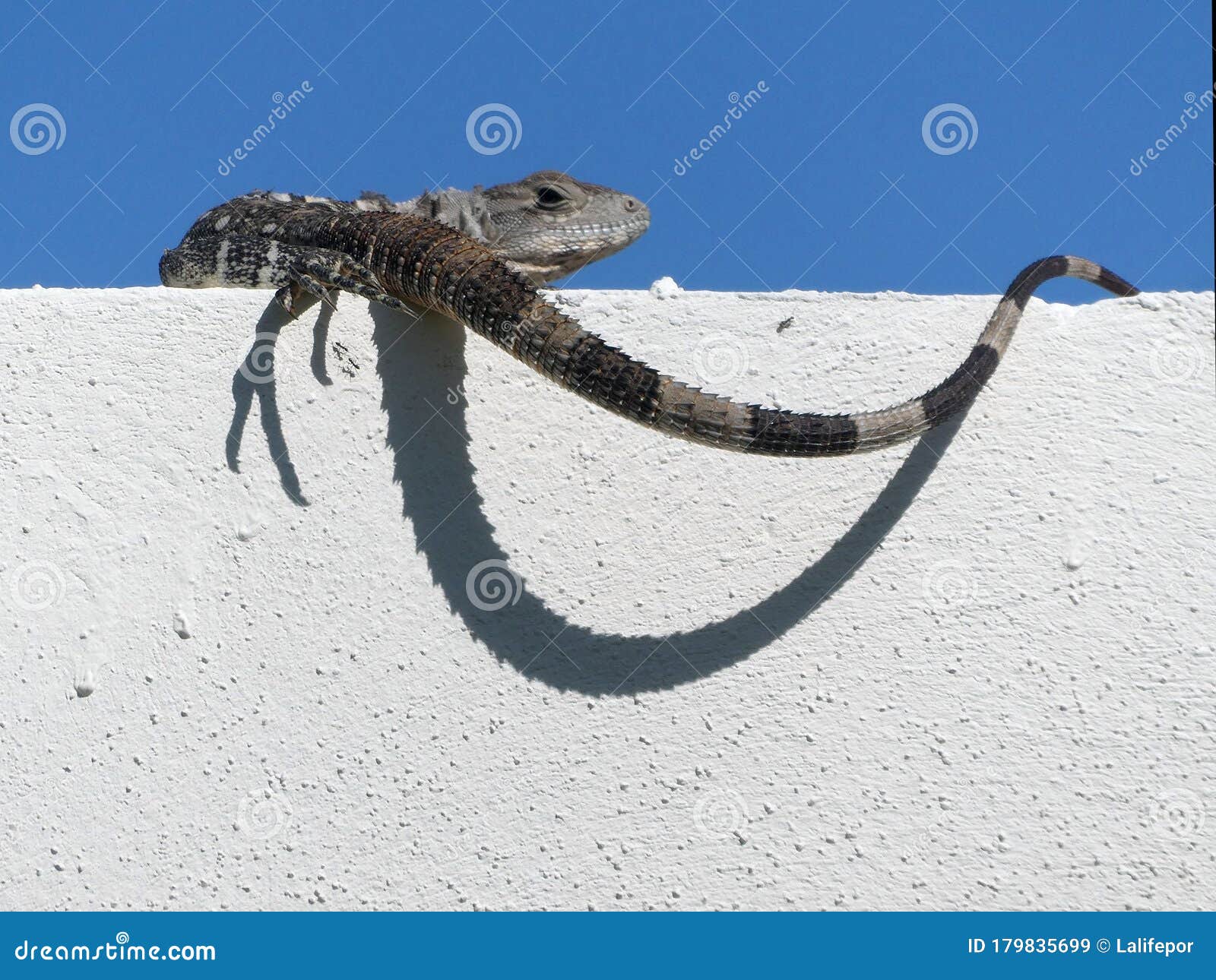Small Long-tailed Lizard on a Wall Stock Image - Image of creature ...