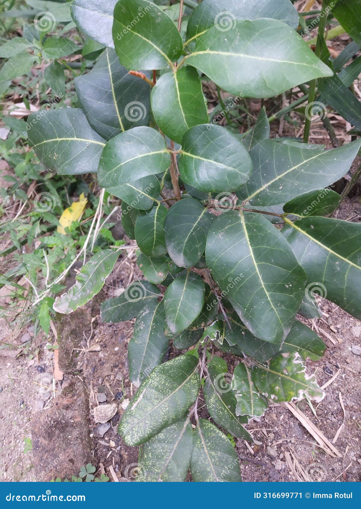 Photo of a Small Longan Tree Stock Image - Image of plants, tree: 316699771