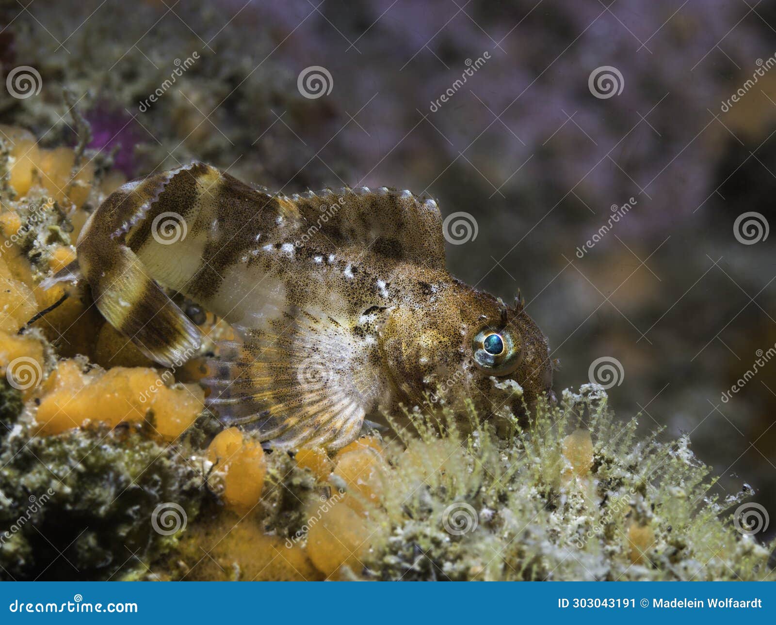 A Small Looseskin Blenny (Chalaroderma Capito) Fish Stock Image - Image ...