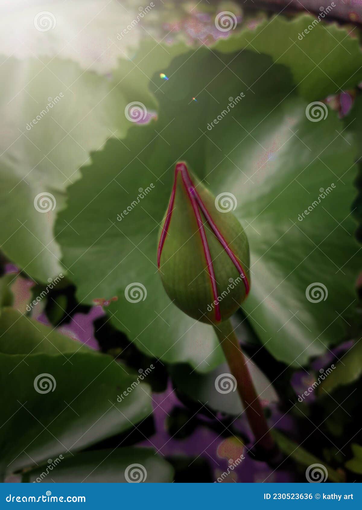 Small Lotus flowers stock photo. Image of purple, nature - 230523636