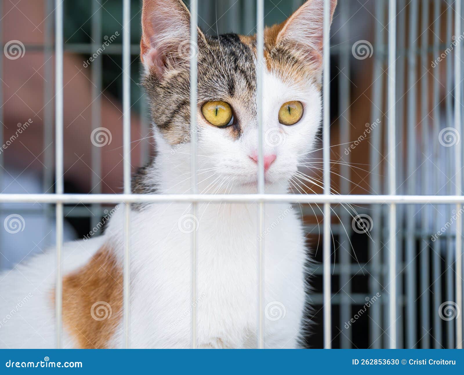 Small Lovely Cat Kitten in a Cage Behind the Fence Stock Photo - Image ...