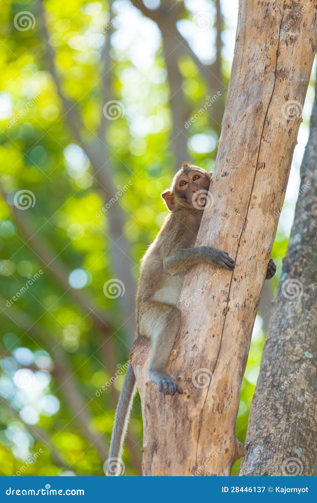 Small Lovely Monkey (Long-Tailed Macaque) is Acting Stock Image - Image ...