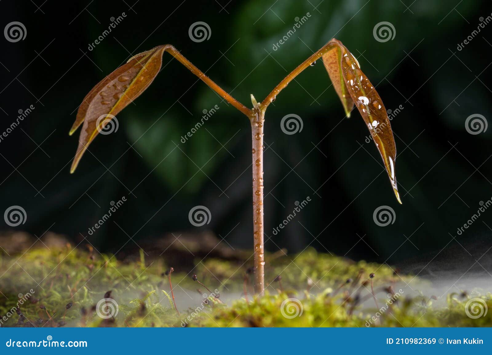 Small Lychee Tree in the Rainforest, Growing in Moss, Fog on the Grass ...