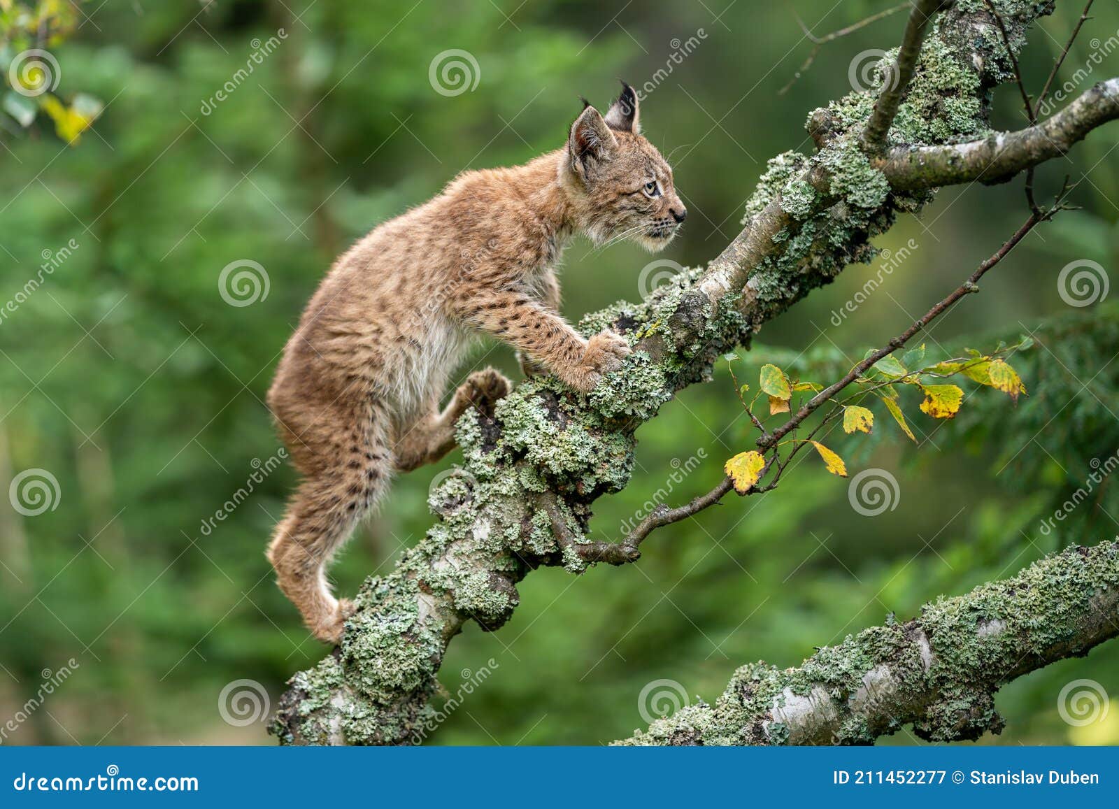 A Small Lynx Cub Crawling on the Branches of a Fallen Lichen-covered ...