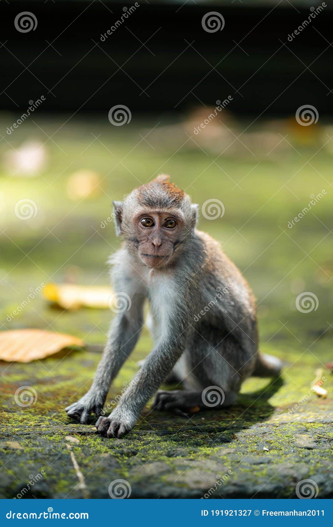 A Small Macaque Monkey Sits on the Mossy Steps of the Temple. Monkey ...