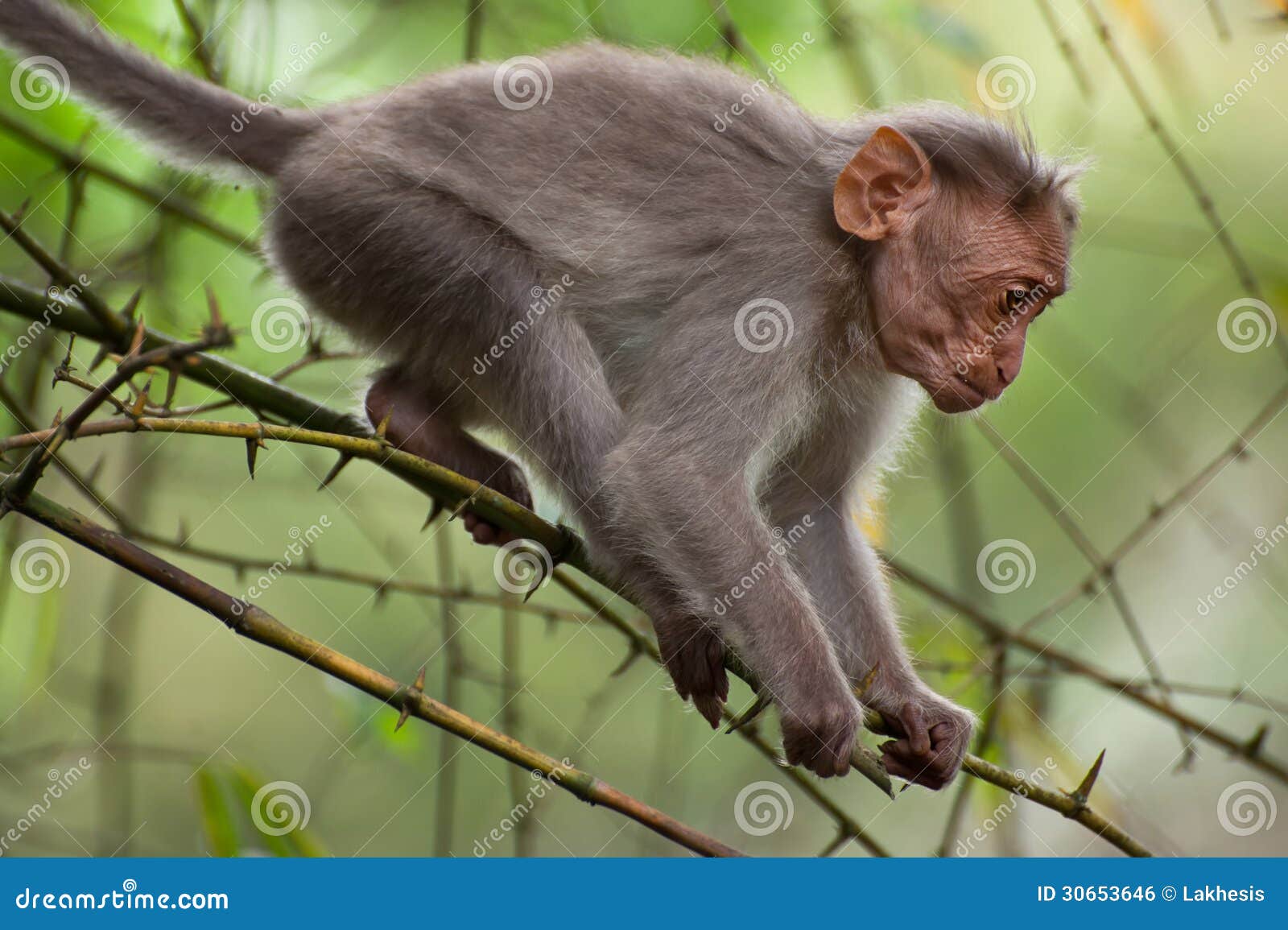 Small Macaque Monkey Walking in Bamboo Forest Stock Photo - Image of ...