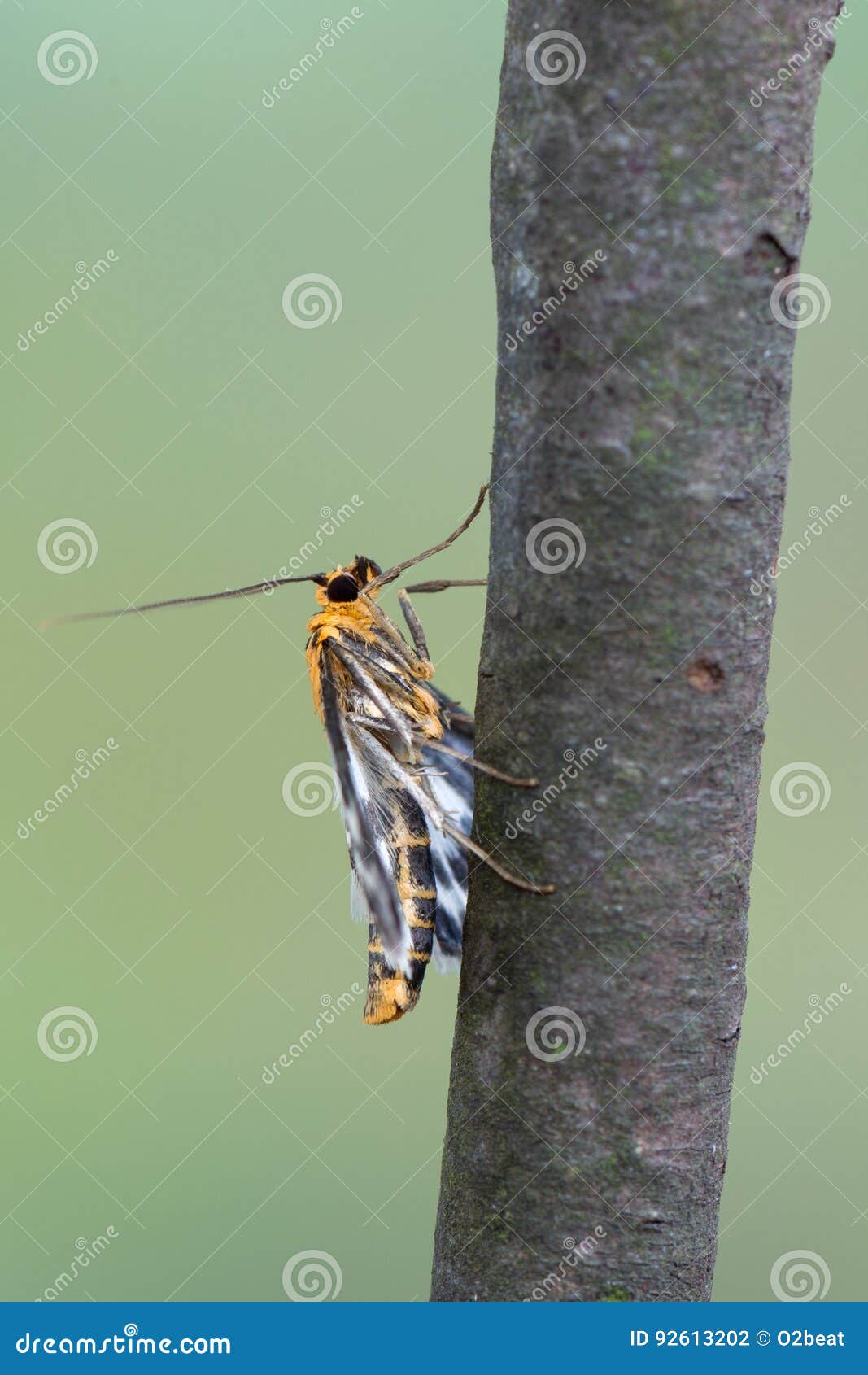 Small Magpie - Anania Hortulata Stock Photo - Image of magpie, antenna ...
