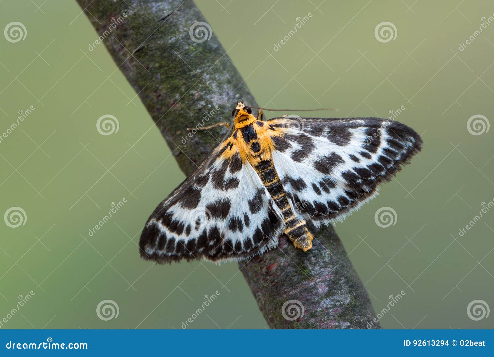 Small Magpie - Anania Hortulata Stock Photo - Image of antenna ...