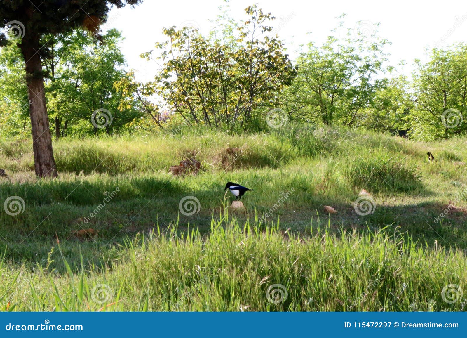 Small magpie in the park stock image. Image of grass - 115472297