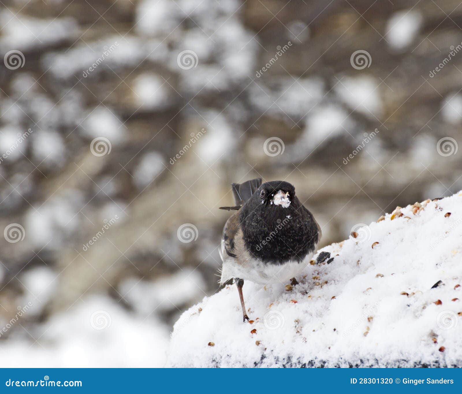 Small Male Junco Bird with Snow on Face Stock Photo - Image of oregon ...
