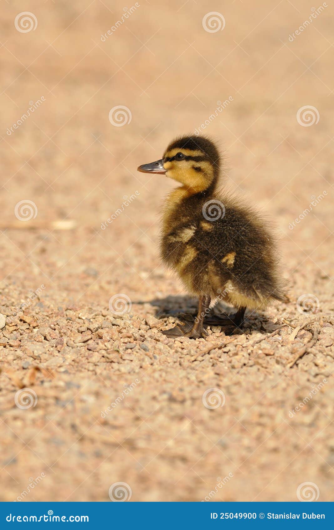 Small mallard or wild duck stock photo. Image of wild - 25049900