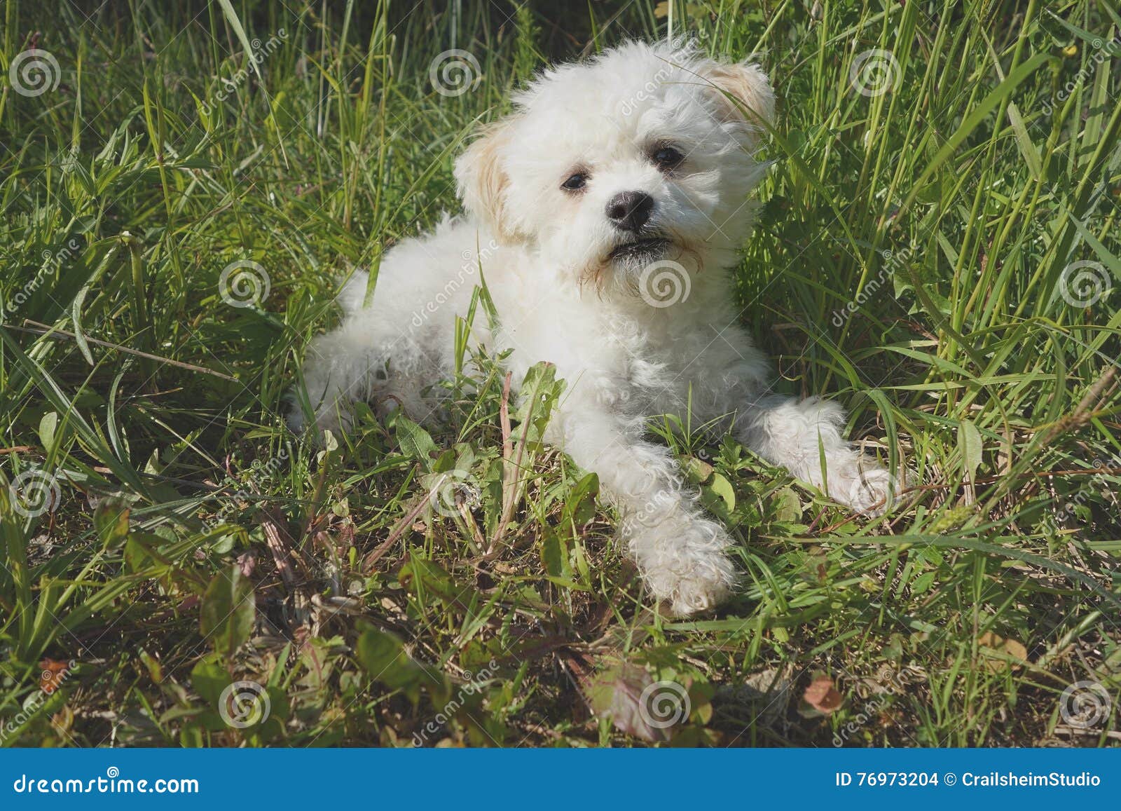 Small Maltese Dog Lying in the Grass in the Outdoors Stock Photo ...