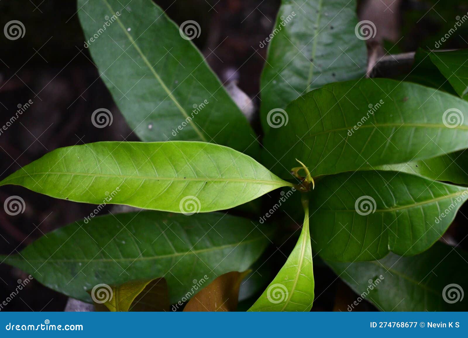 The Small Mango Tree Growing in Garden Stock Image - Image of garden ...
