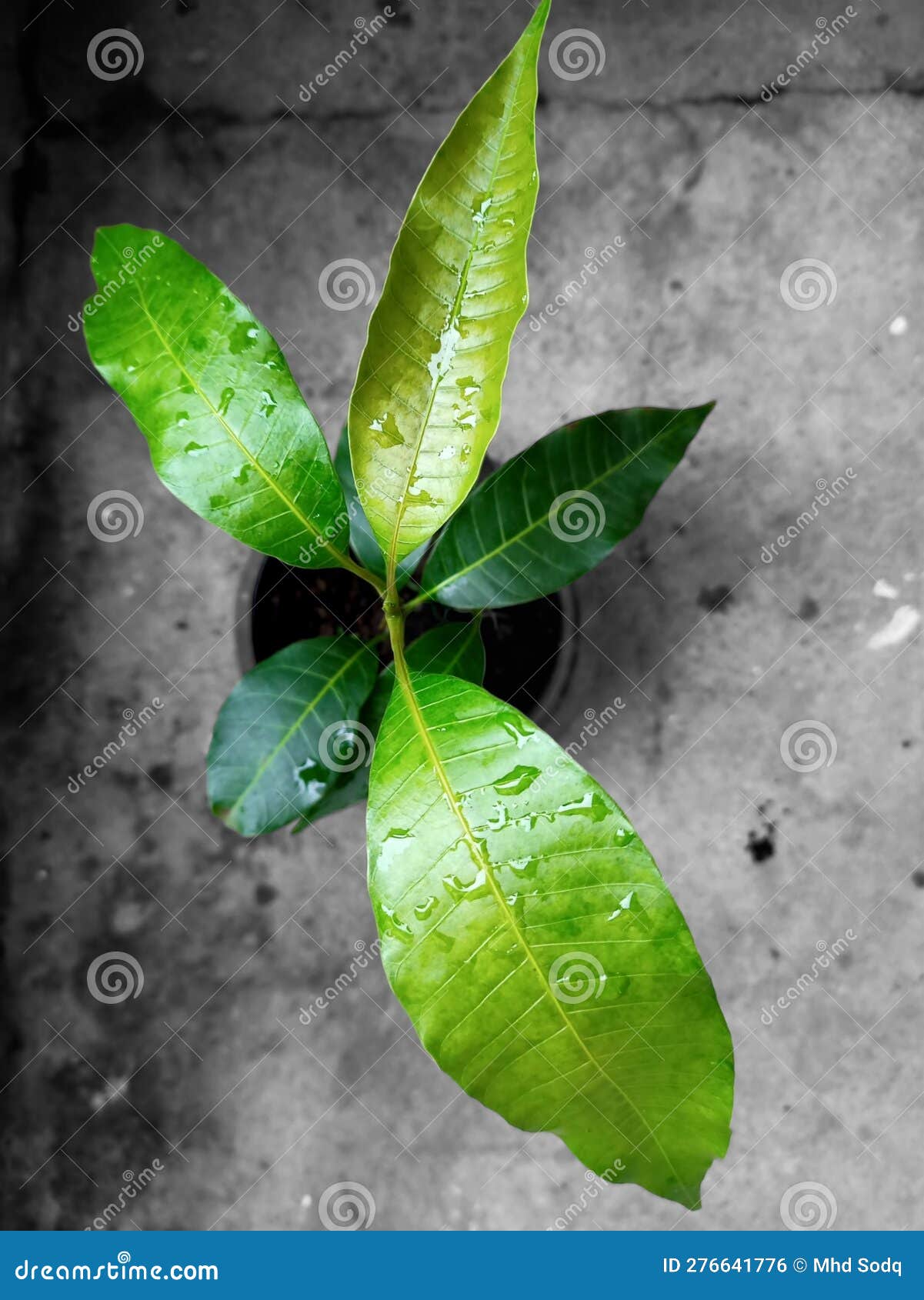 Beautiful Mango Tree in a Small Pot, Perfect for Indoor Gardening Stock ...