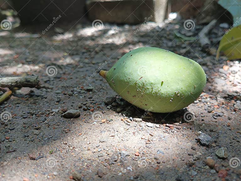 Small Mango Fruit that Fell on the Ground Stock Photo - Image of mango ...