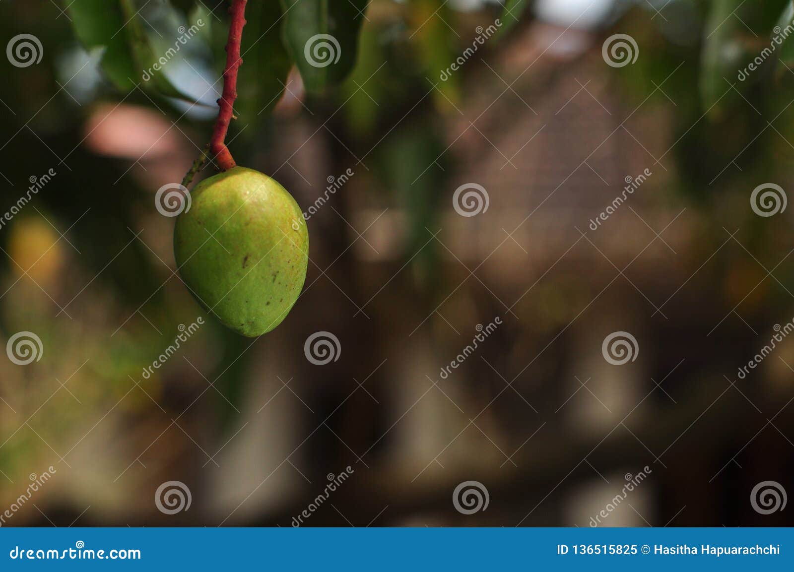 Mango stock image. Image of branch, hanging, fruit, mango - 136515825