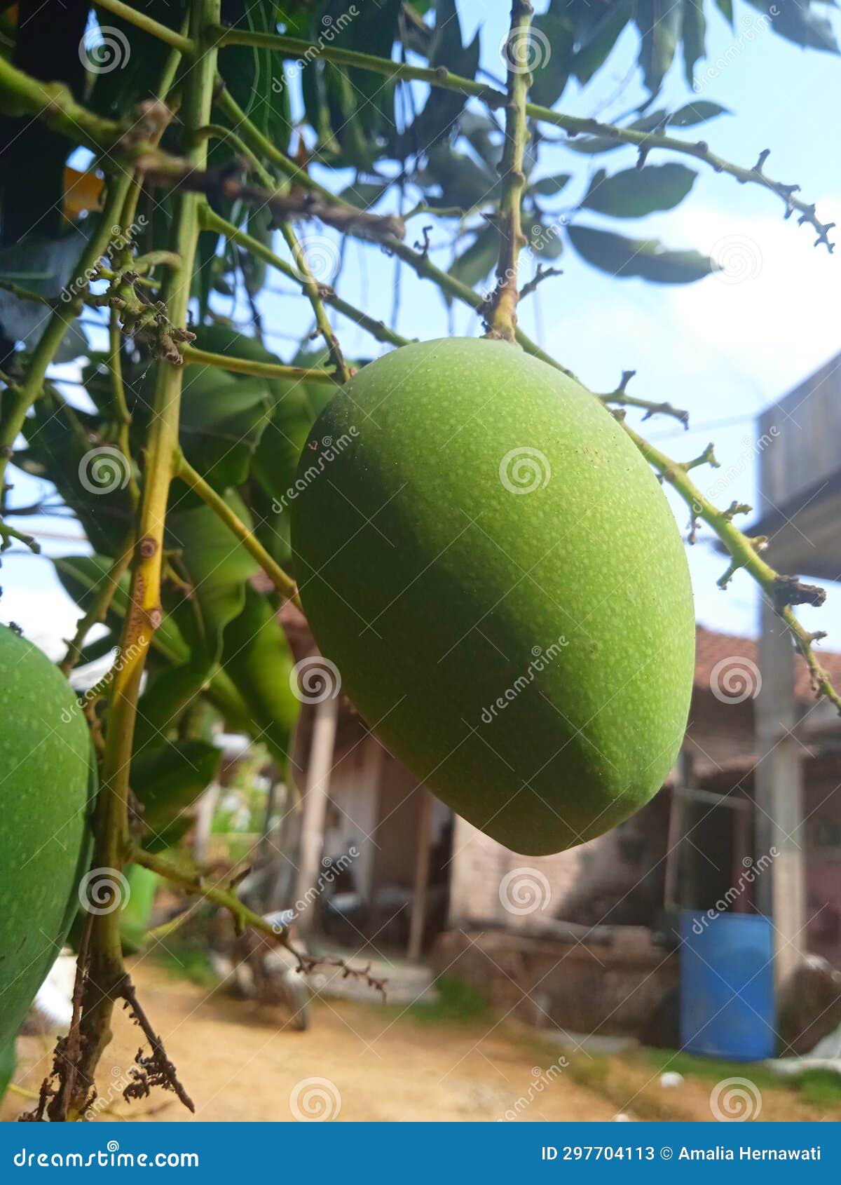Small mango fruit stock image. Image of shrub, food - 297704113