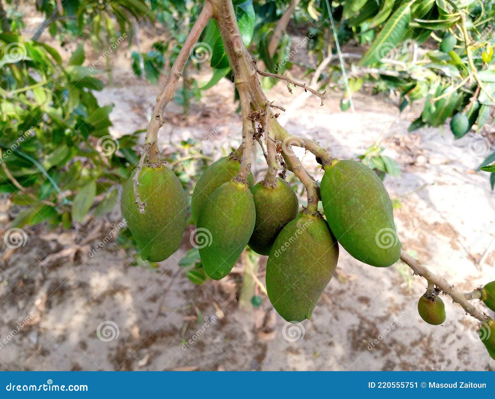 Small Mango Fruits on a Mango Tree Stock Image - Image of mangotree ...