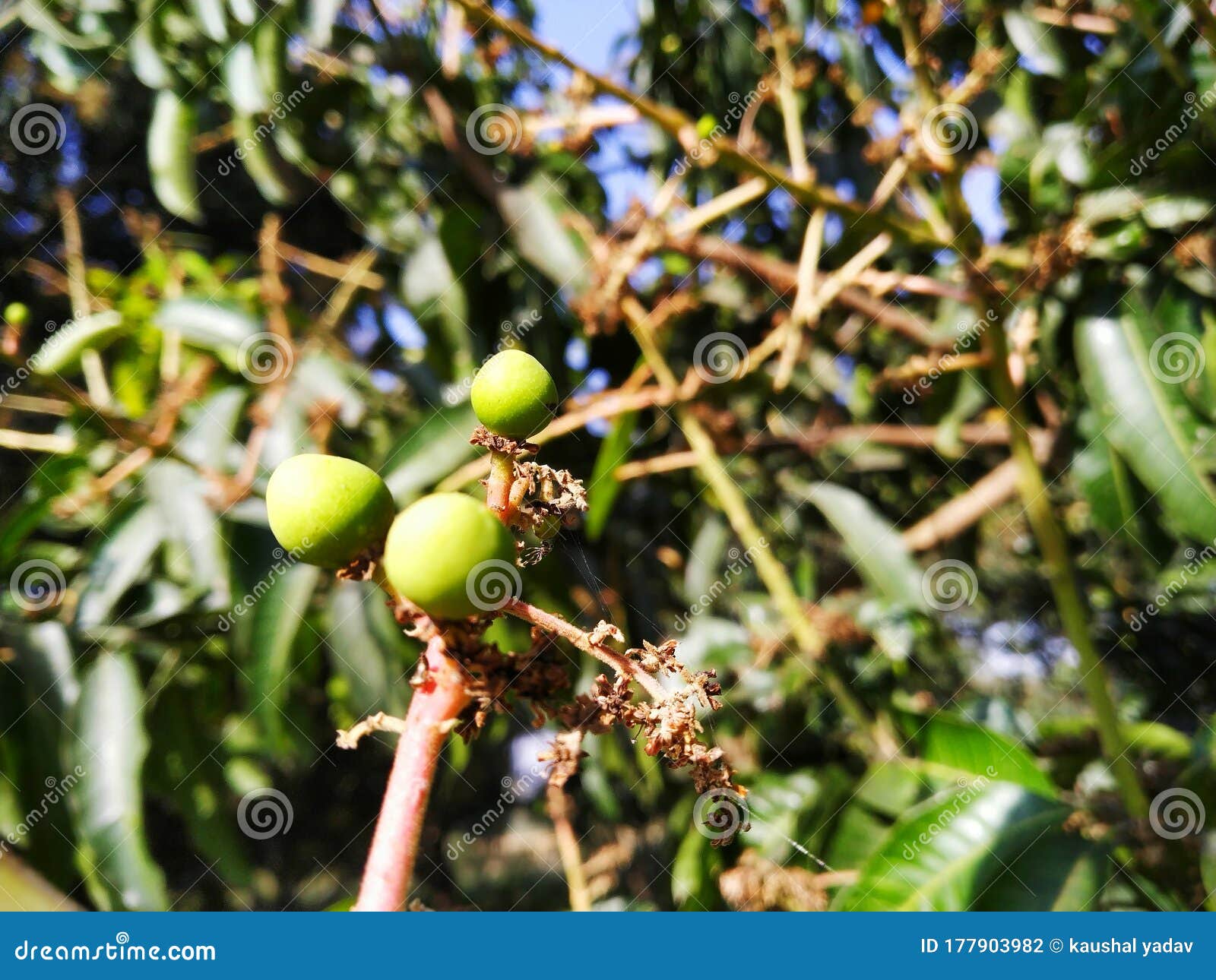 Small Mango is Hanging Mango Tree Stock Photo - Image of small, food ...