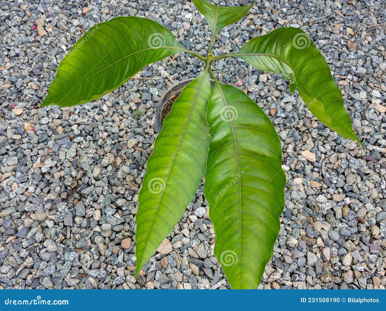 Small Mango Plants Closeup View Stock Photo - Image of growing ...