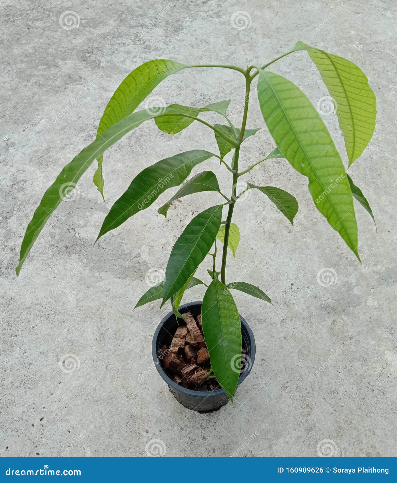 Small Mango in Plastic Pots is the Breeding of Mangoes for Planting in ...