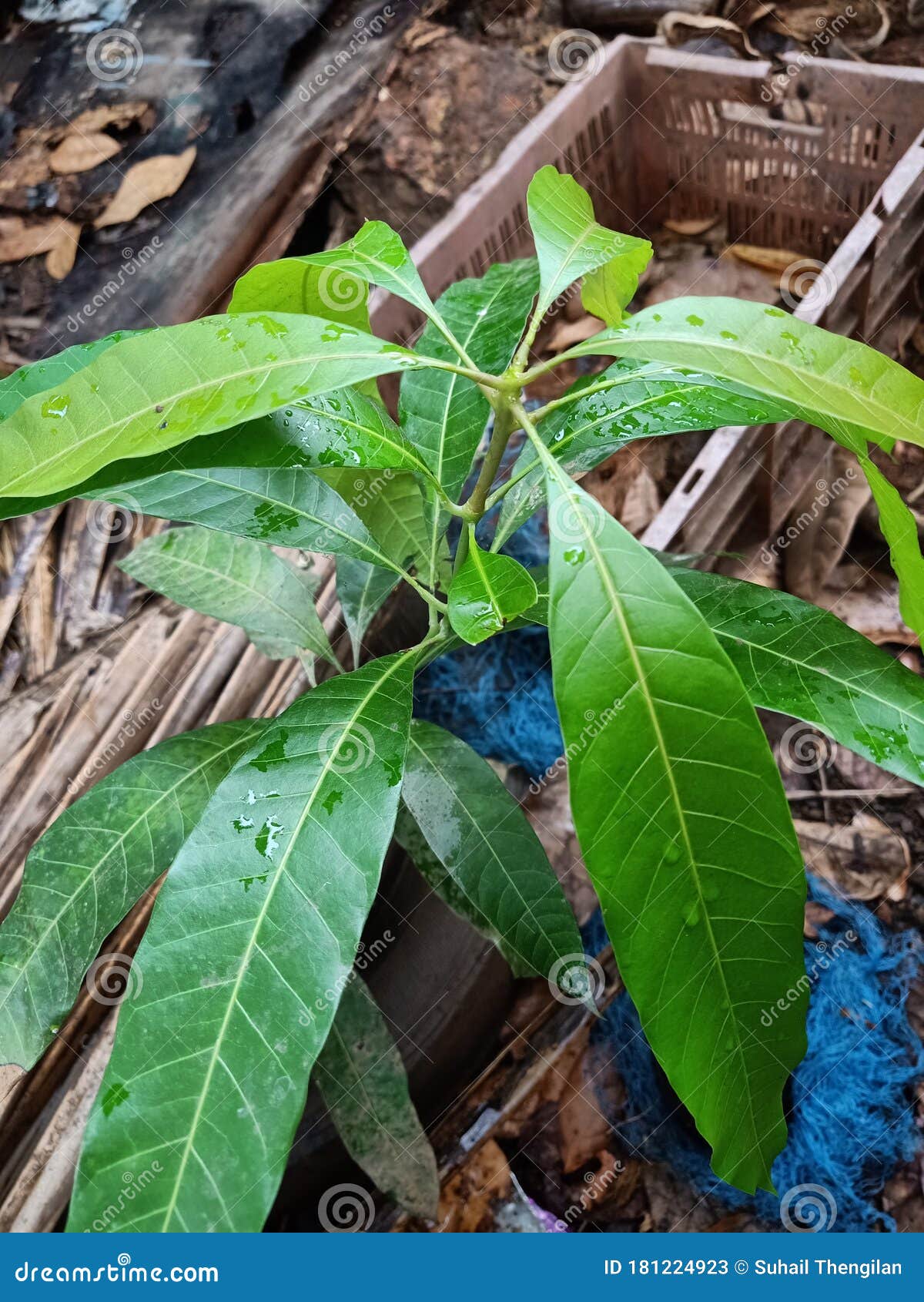 A small mango tree stock image. Image of shrub, flower - 181224923