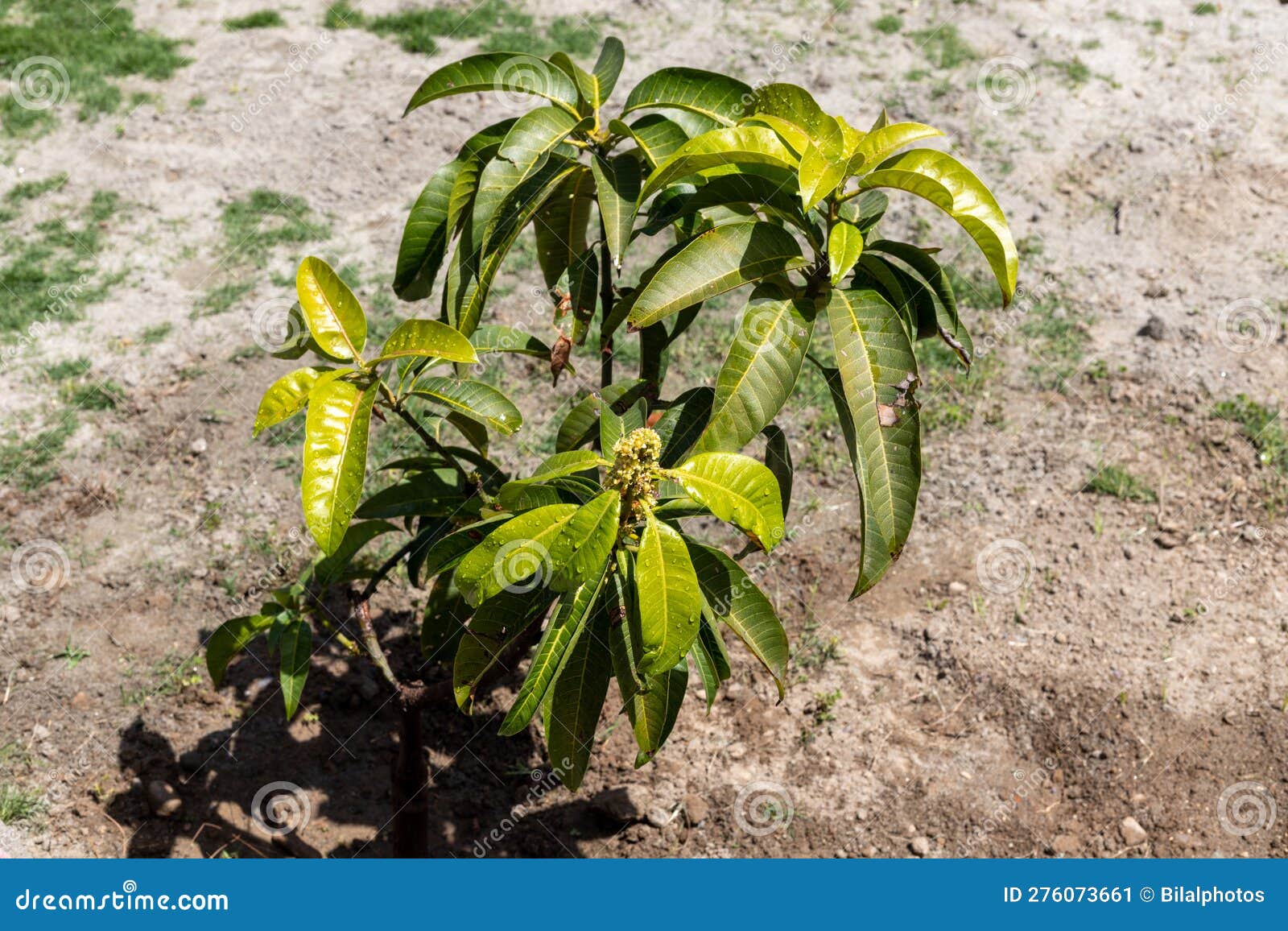 Small Mango Tree, Mango Seedlings, Mango Tree In Farm Stock Image ...