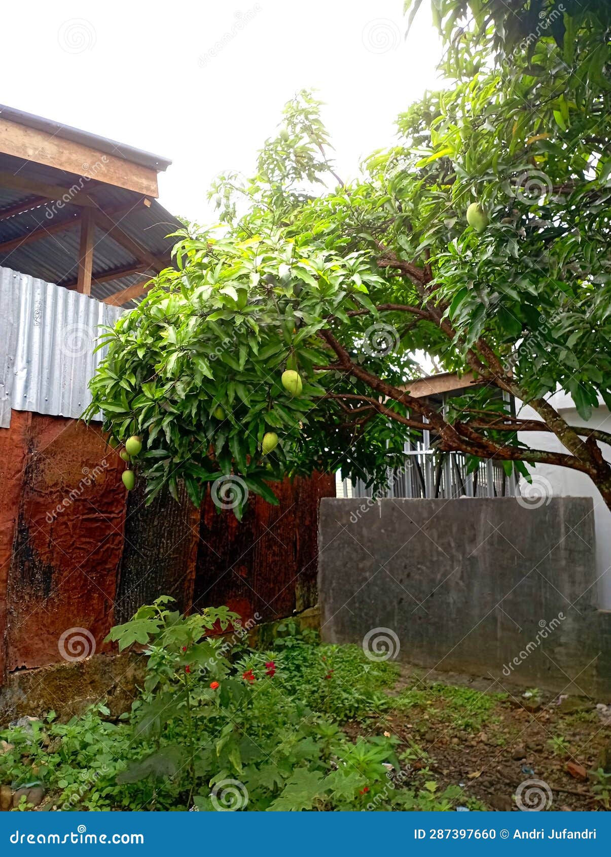 Small mango tree in garden stock photo. Image of courtyard - 287397660