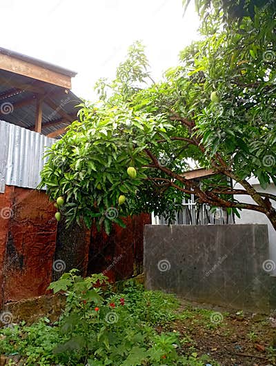 Small mango tree in garden stock photo. Image of plant - 287397660