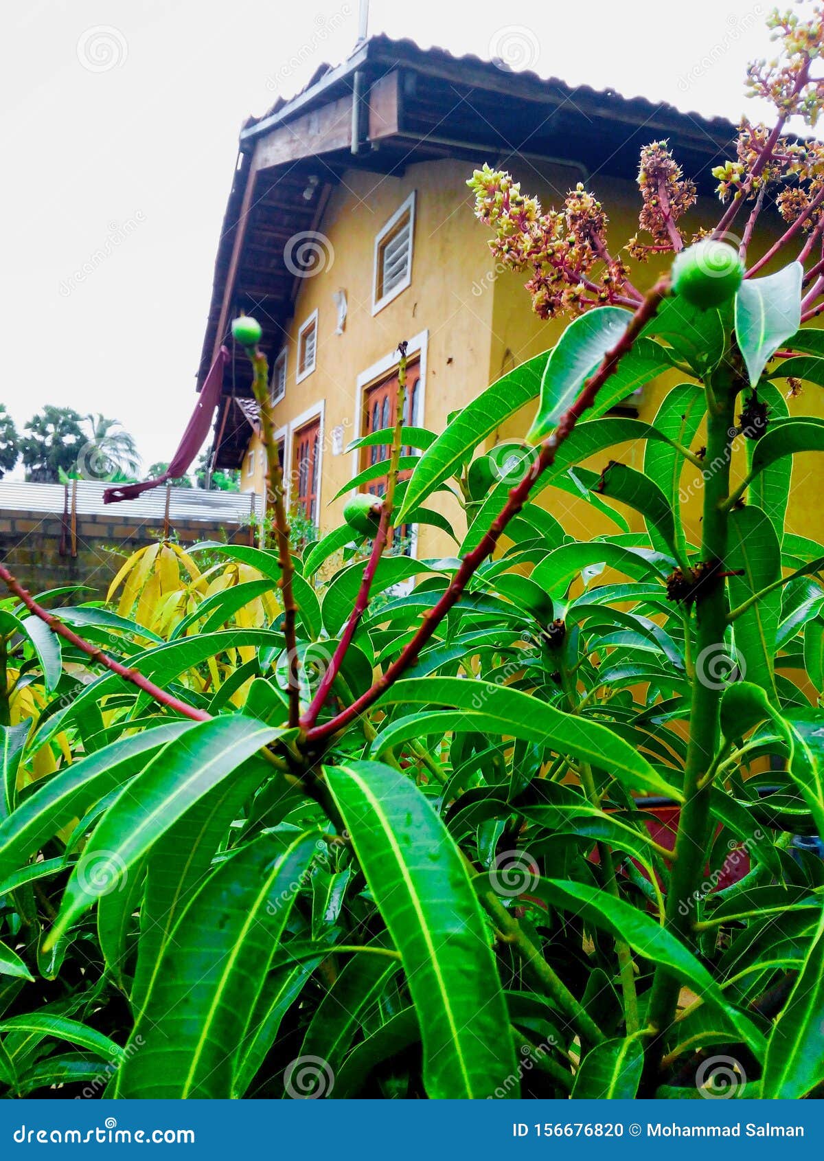 A Small Mango Tree in a Home Stock Photo - Image of tree, garden: 156676820