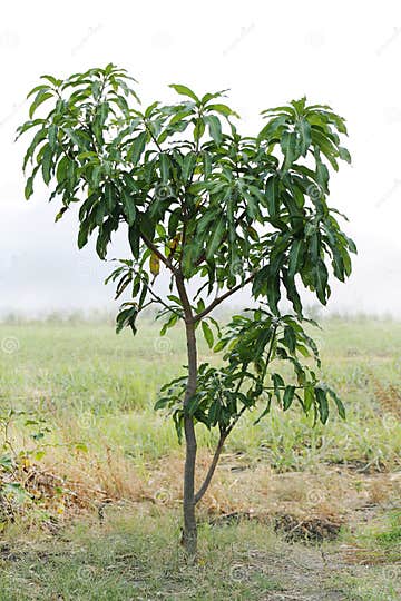 Small Mango Tree, Mango Seedlings, Mango Tree in Farm Stock Image ...