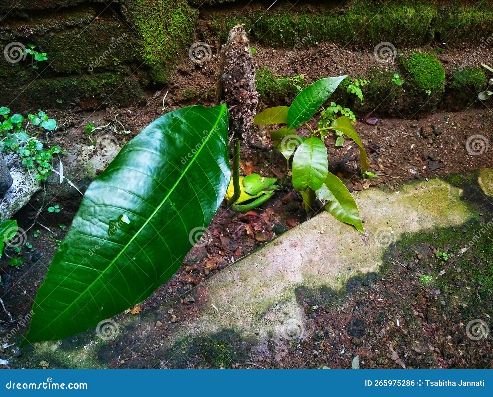 Small Mango Tree Plant Growing from a Seed that Grows Upward Stock ...
