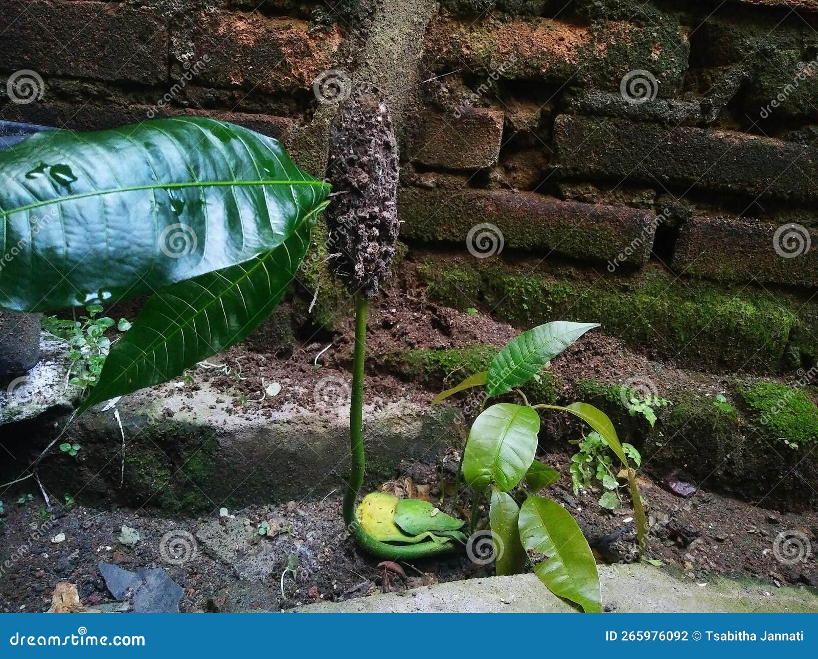 Small Mango Tree Plant Growing from a Seed that Grows Upward Stock ...