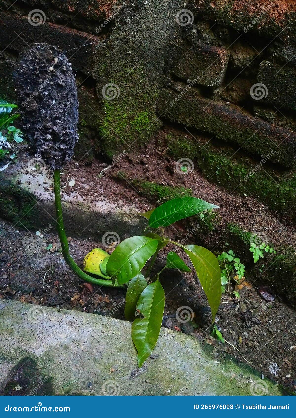 Small Mango Tree Plant Growing from a Seed that Grows Upward Stock ...