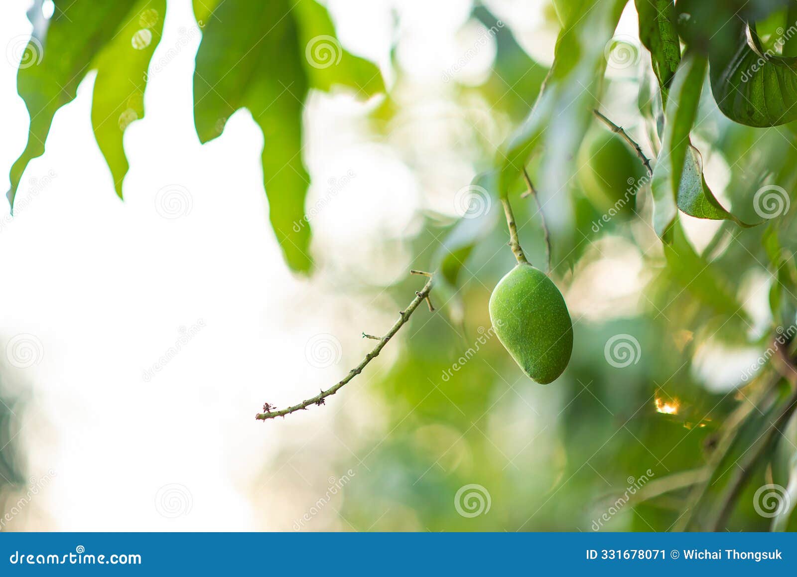 A small mango on the tree. stock image. Image of plum - 331678071