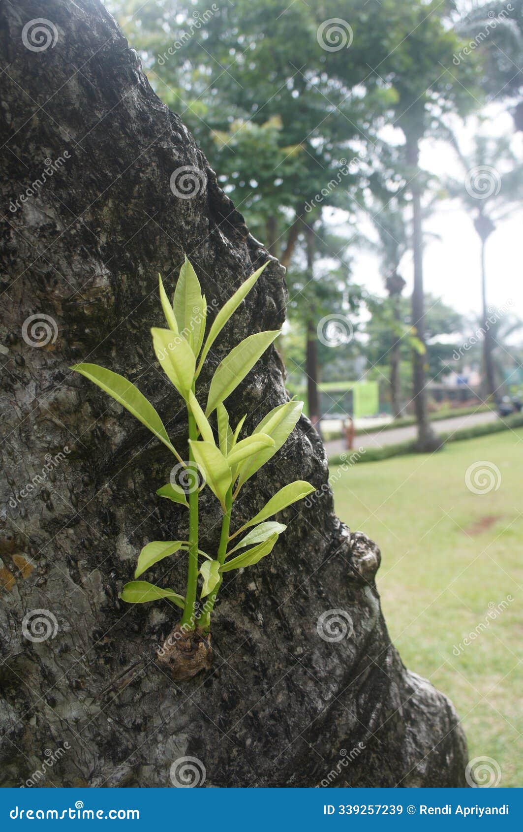Small Mango Tree Shoots Grow on Large Mango Tree Trunks. Stock Image ...