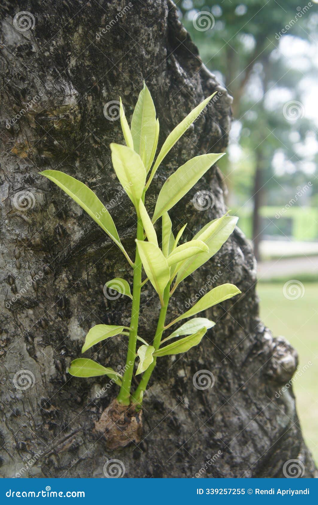Small Mango Tree Shoots Grow on Large Mango Tree Trunks. Stock Image ...