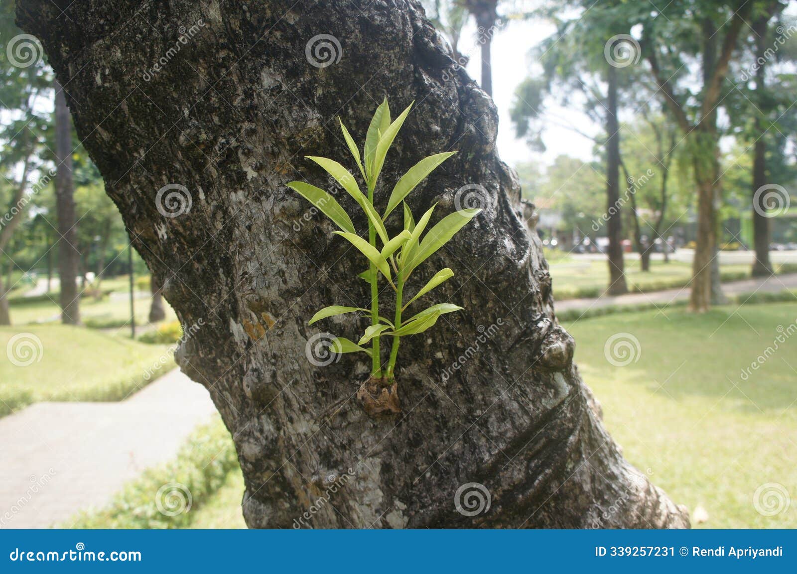 Small Mango Tree Shoots Grow on Large Mango Tree Trunks. Stock Image ...