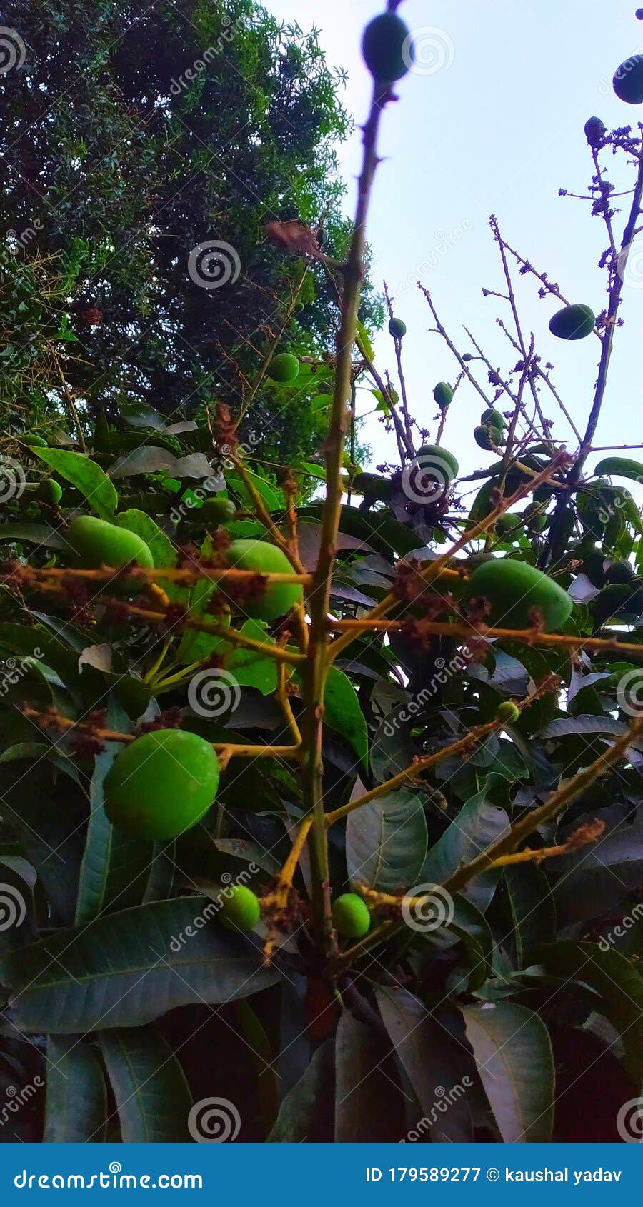 Small mango tree stock image. Image of madar, siraha - 179589277