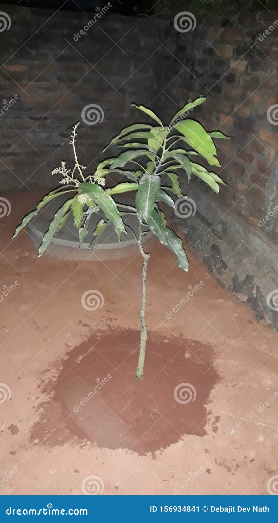 Small Mango Tree Royalty-Free Stock Image | CartoonDealer.com #35127046