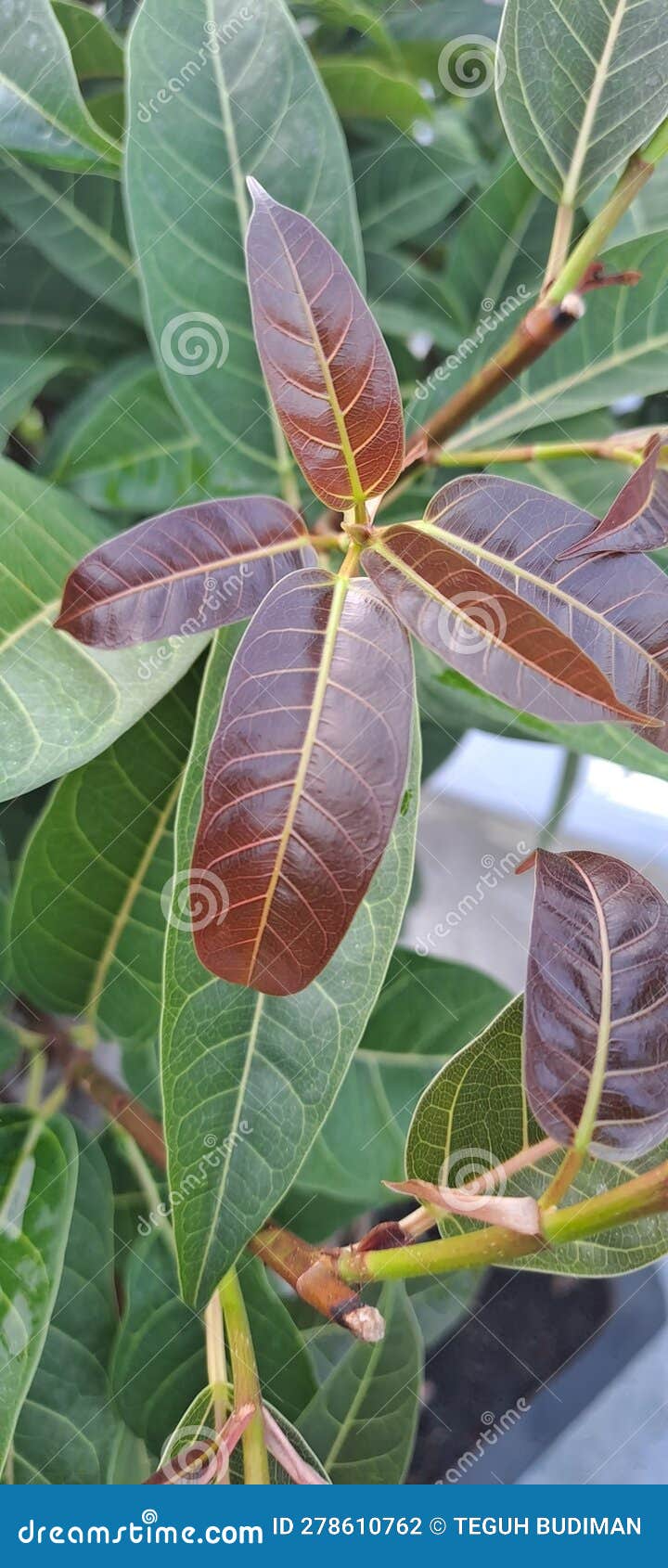 Small Mango Tree Thriving Early in the Morning Stock Photo - Image of ...