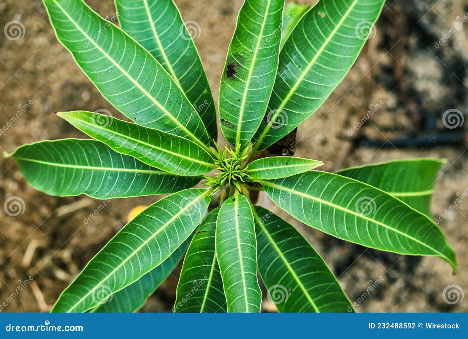 Small Mango Tree Top view stock photo. Image of harvest - 232488592