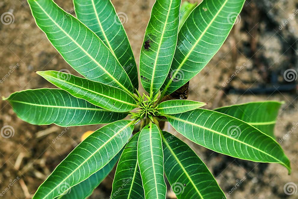 Small Mango Tree Top view stock photo. Image of harvest - 232488592