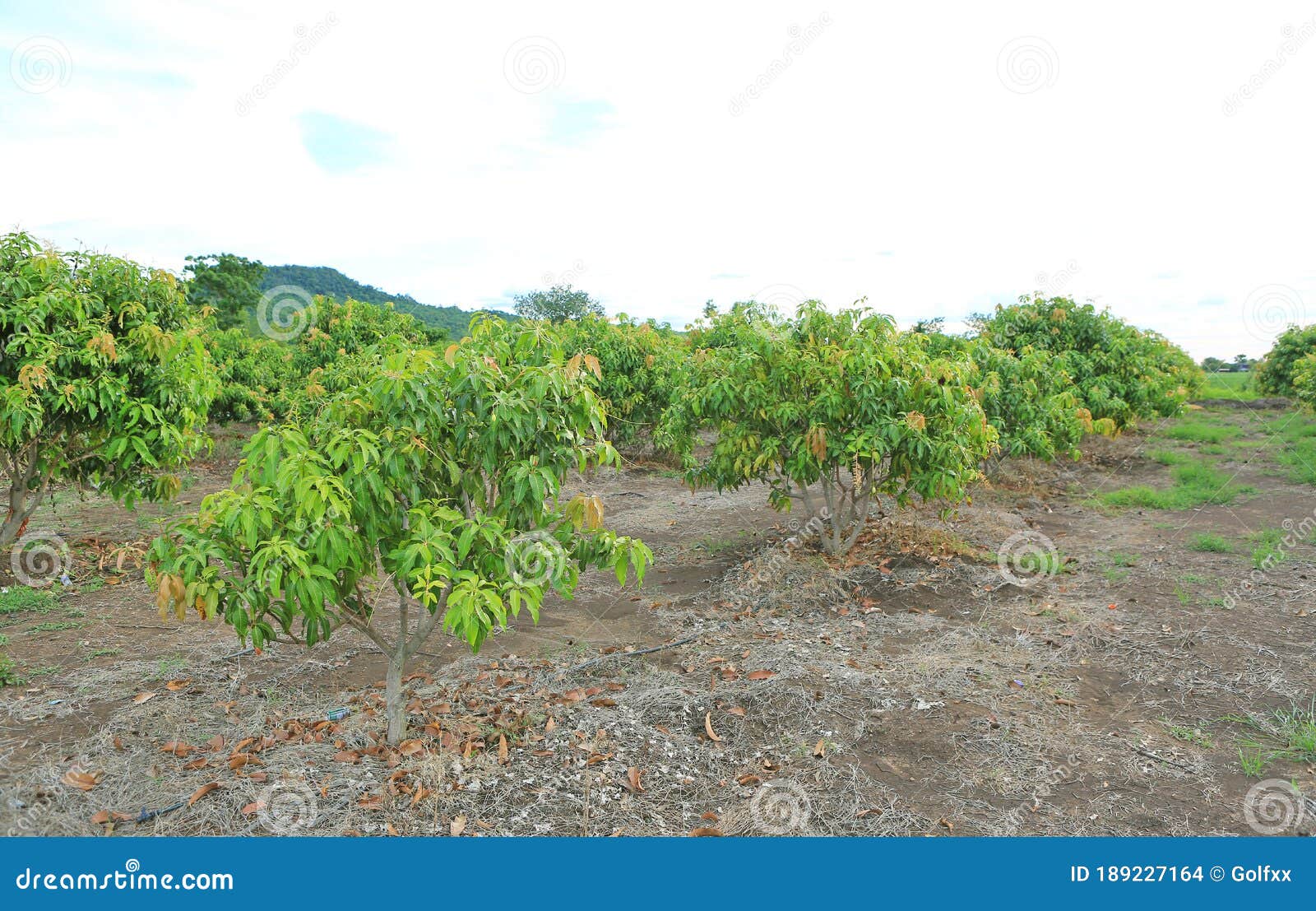 Small Mango Tree in Valley of Thailand Stock Photo - Image of fresh ...