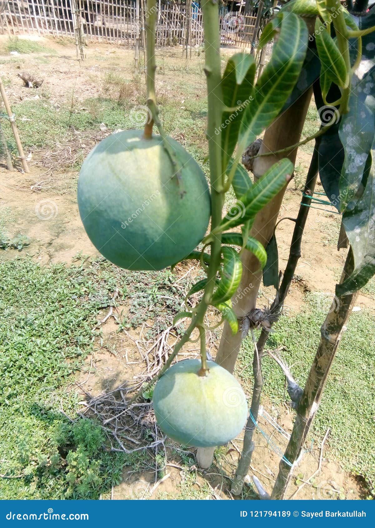 Small mango tree stock image. Image of mango, tree, vary - 121794189